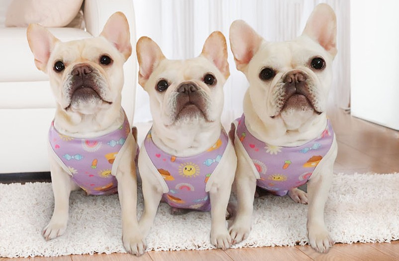 Contact Us For Frenchies - Short Leg Frenchies