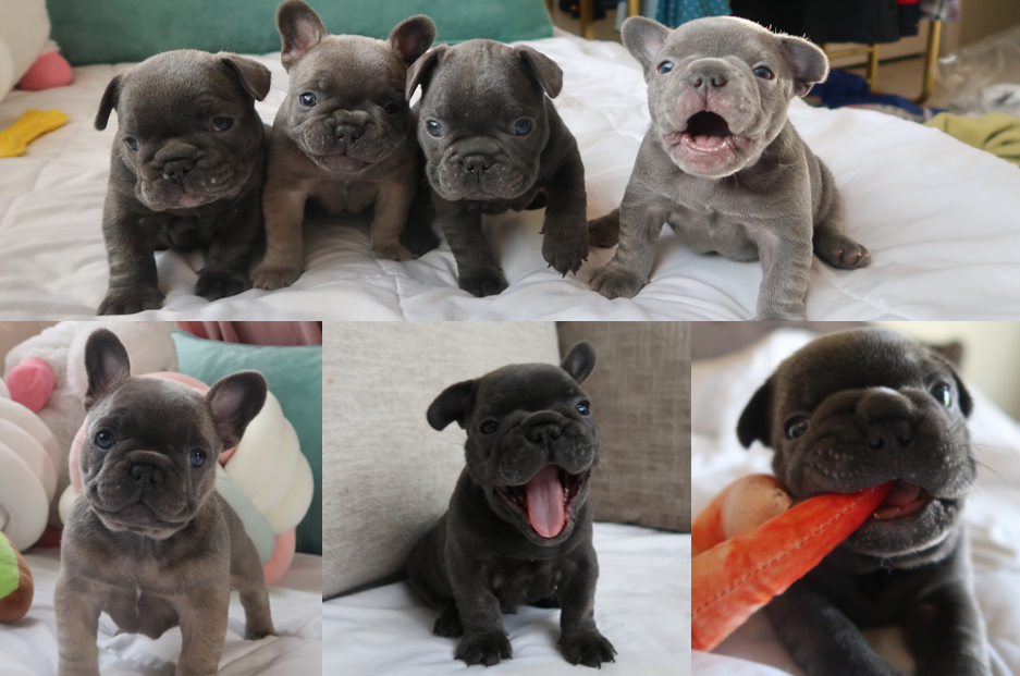 Available French Bulldog Puppies - Short Leg Frenchies