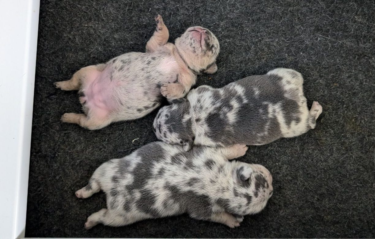Available French Bulldog Puppies - Short Leg Frenchies