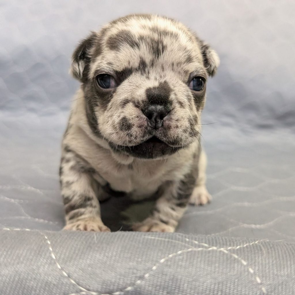 Available French Bulldog Puppies - Short Leg Frenchies