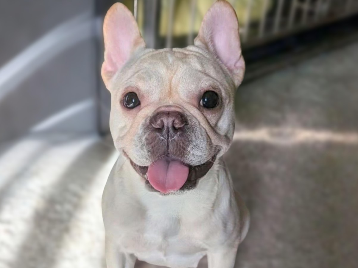 Adult French Bulldog- Short Leg Frenchies